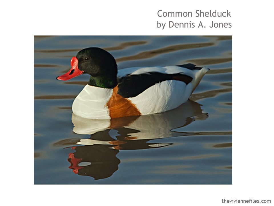Start with Nature: The Common Shelduck | The Vivienne Files | Bloglovin’