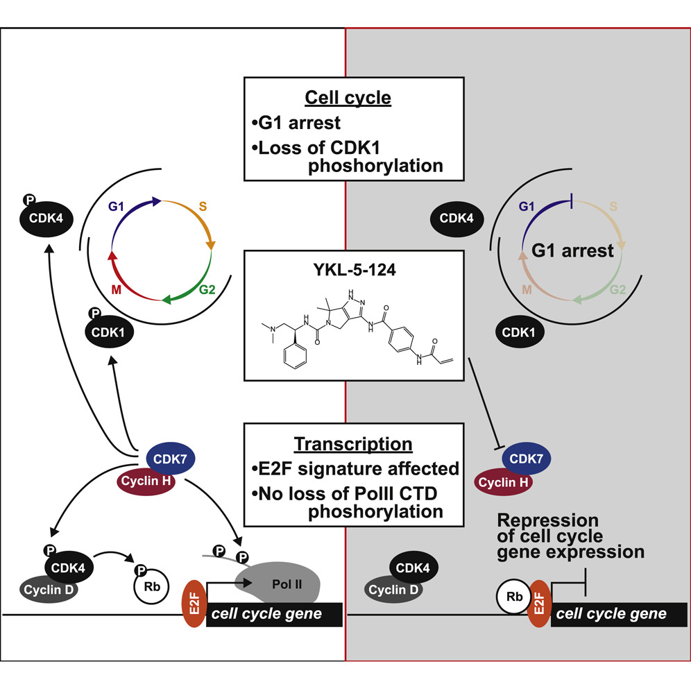 Covalent Modifiers: Development of a Selective CDK7 Covalent Inhibitor ...