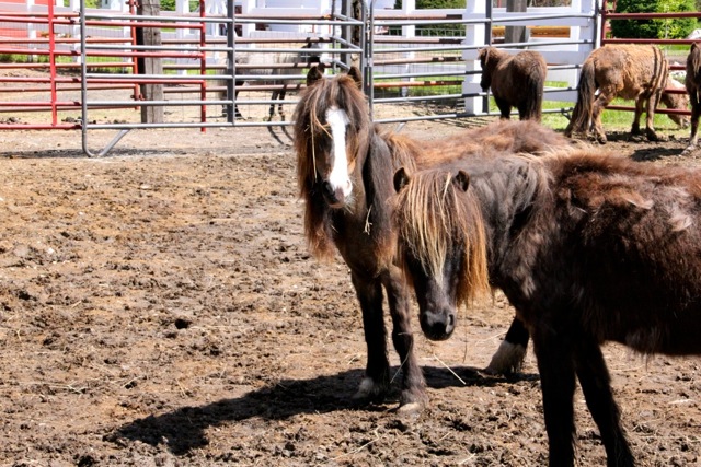 Red Lake Rosie's Rescue: Miniature horses