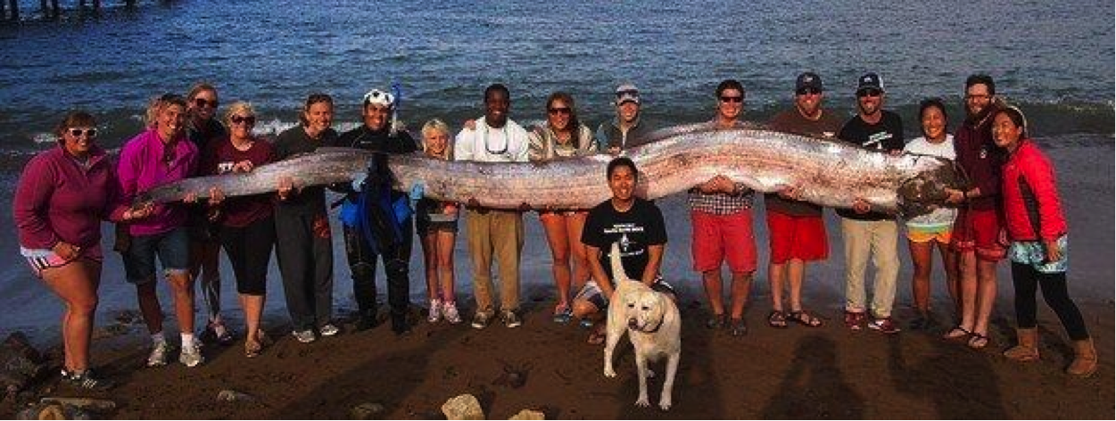 STM al dia! : Han trobat un peix rem de més de cinc metres de llarg a ...
