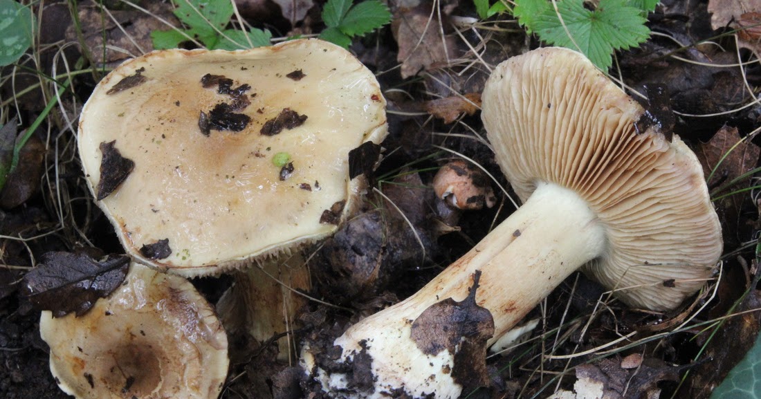 Guía de Setas y Hongos de Navarra.: Cortinarius nanceiensis R.Mre
