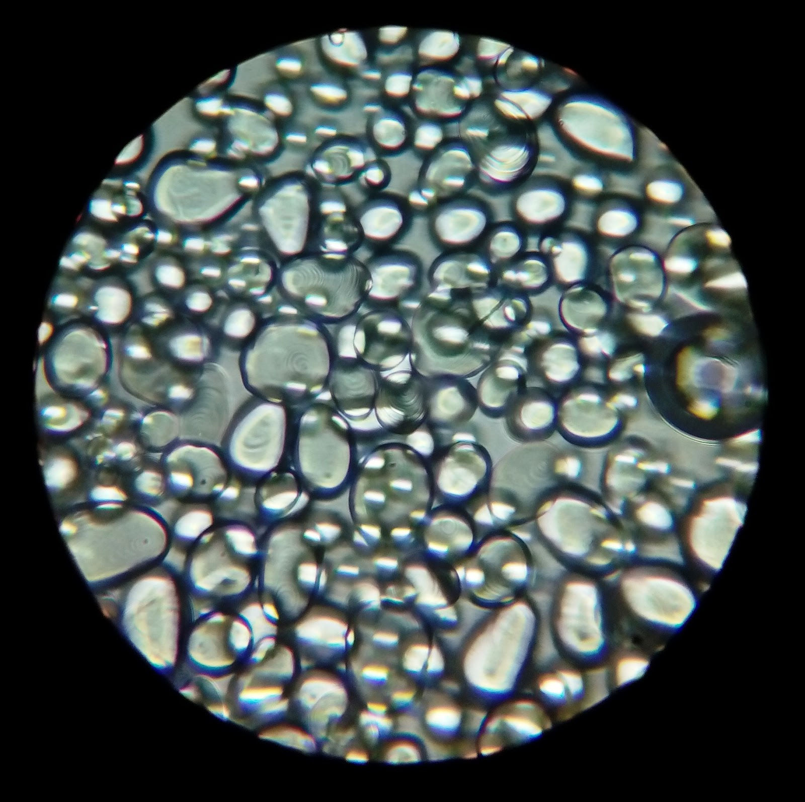 BENDA-BENDA ERGASTIK (AMILUM)