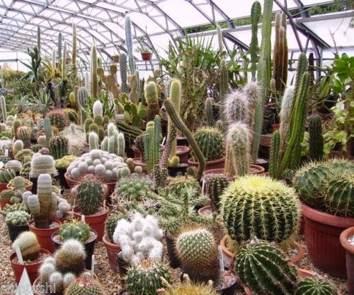 CACTUS VARIETIES