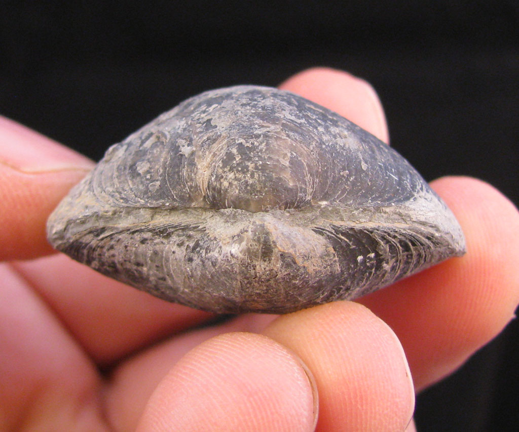 Views of the Mahantango: Athyris spiriferoides brachiopod from the ...