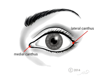 Parts of the Body You Probably Don't Know the Name - Modernang Maria