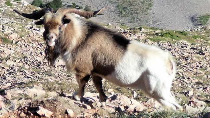 Permitirán apañadas para las 400 cabras silvestres que hay en Gran Canaria.