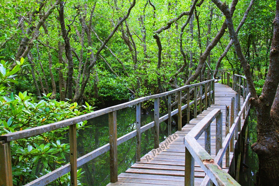 Live Is An Adventure: Mangrove Information Center Denpasar, Bali