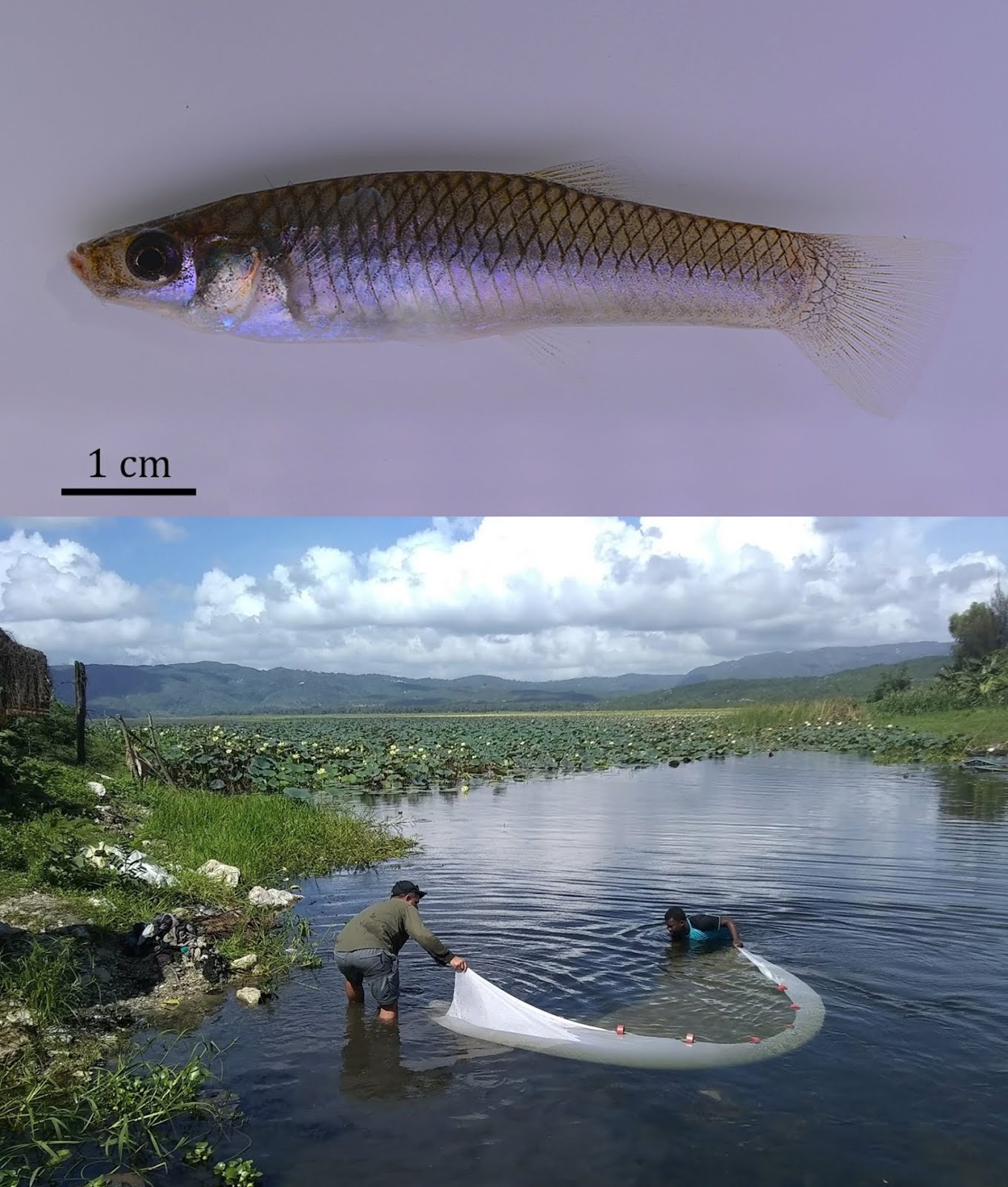 Species New to Science: [Ichthyology • 2020] Limia mandibularis • A New ...