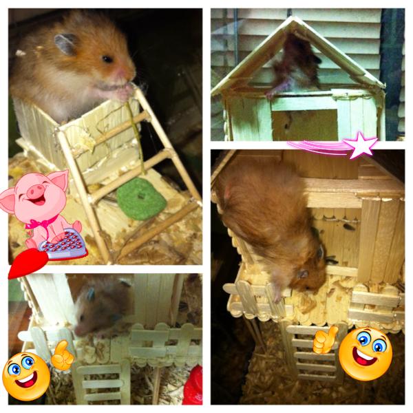 sanity...(fades): HAMLET, my adorable Syrian hamster