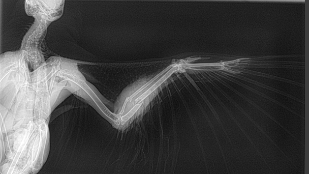 Rigging Asylum: Bird Anatomy - Skeletal