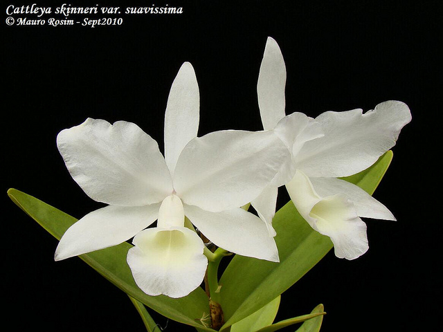 Espaço Cattleyas: outubro 2010