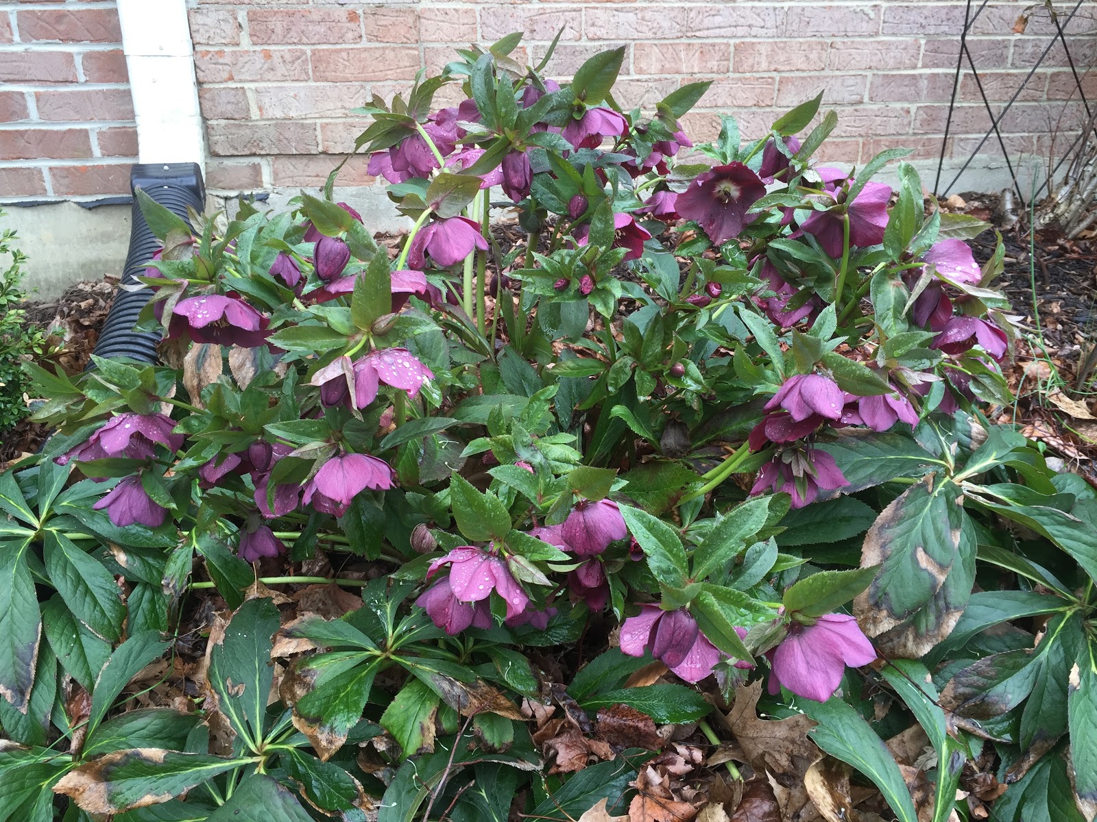 My Parents' Early Spring Yard Featuring Helleborus et al. [Backyard ...
