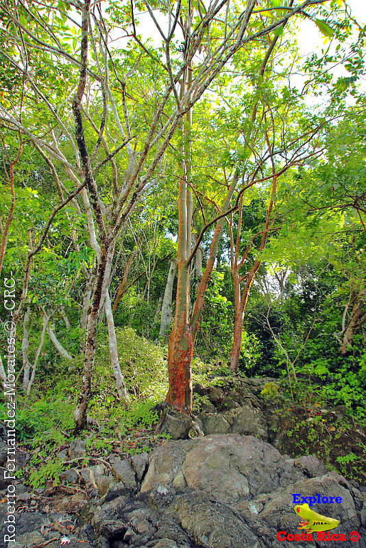 Playa Herradura -Garabito de Puntarenas- | Explore Costa Rica