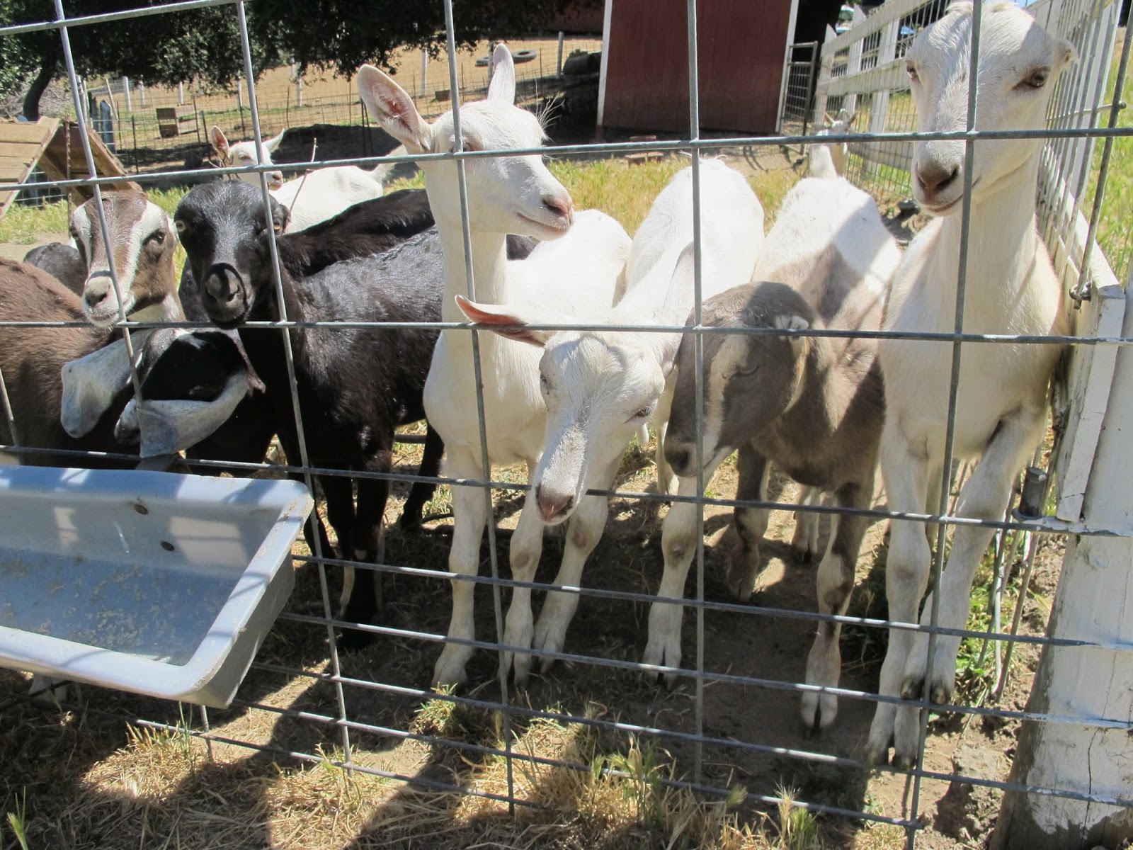 Redwood Hill Farm - Part 1 The Farm - Munchie Musings