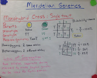 Mrs. Paul - Biology: Biology Notes/Charts 2015-2016