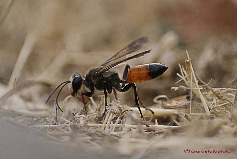 TAUROS FOTO A FOTO: AVISPA NEGRA Y NARANJA
