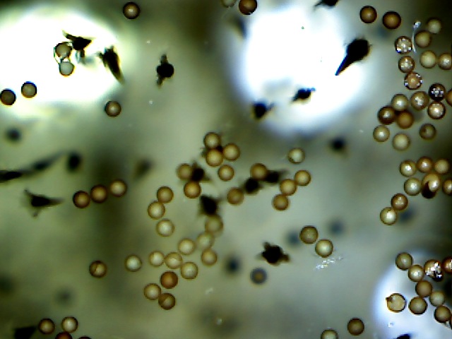 Mrs. Cowen's First Grade: Brine Shrimp!!