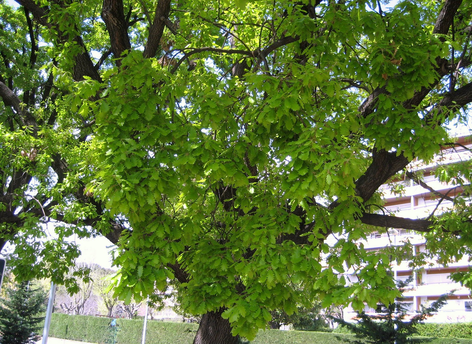 Árboles con alma: Roble pubescente. Roure Martinenc. (Quercus humilis)