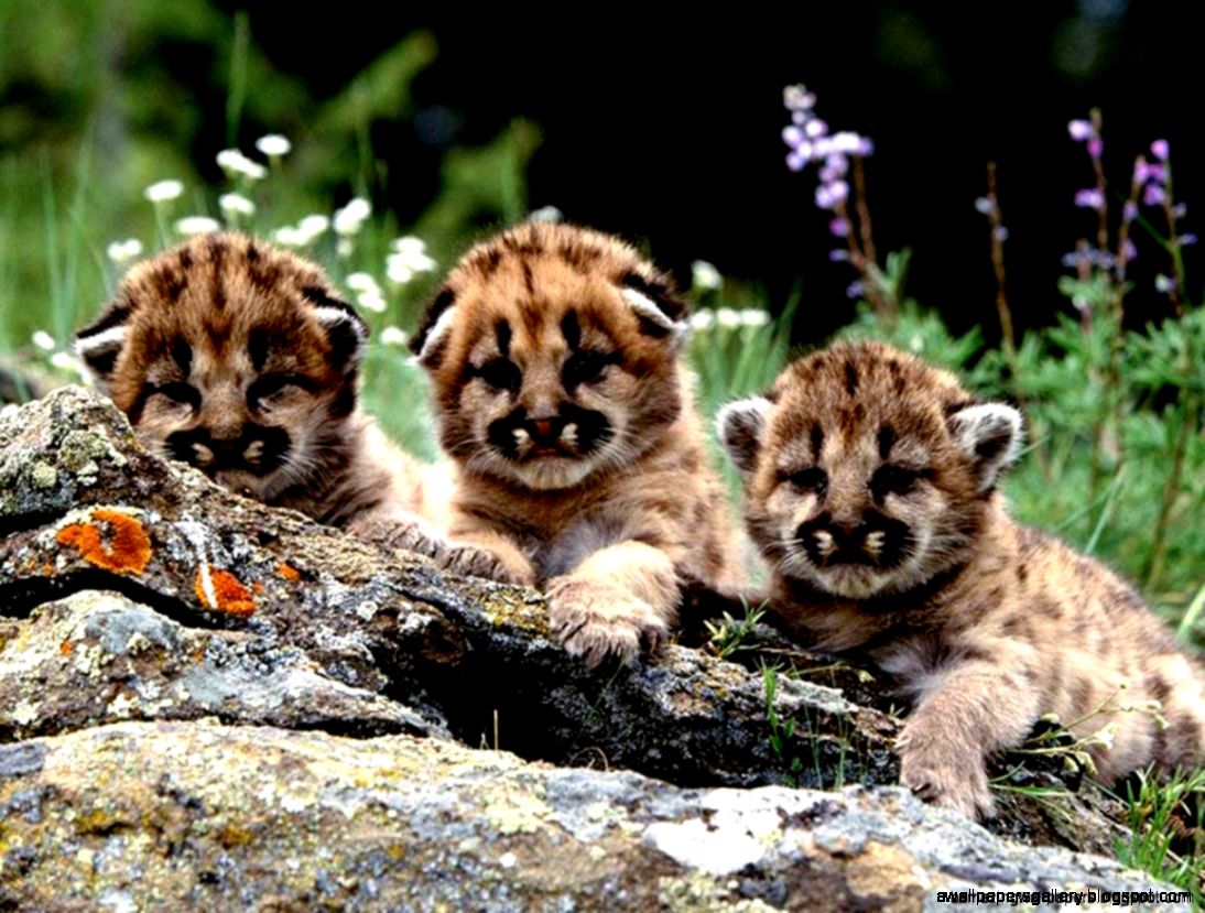 Baby Animals In Nature | Wallpapers Gallery