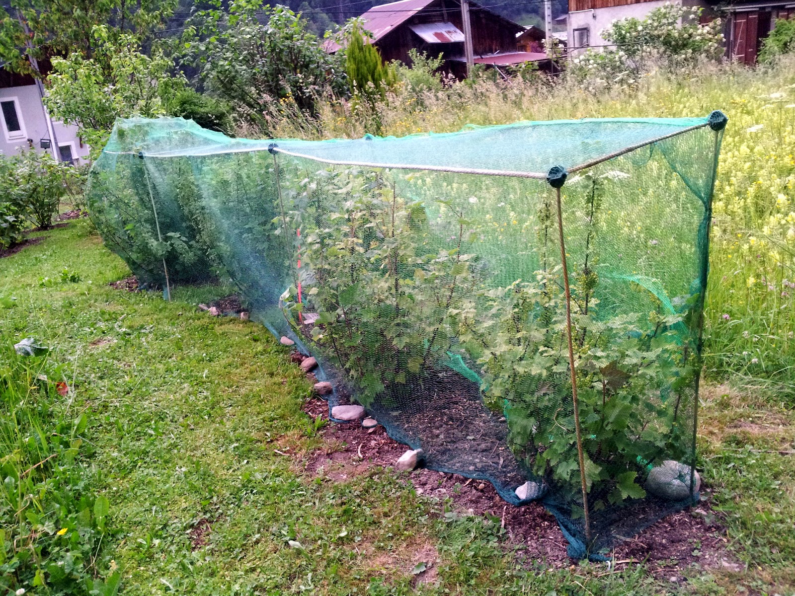 Le potager d'Andrée : 2014 juin 9 système de protection contre les ...