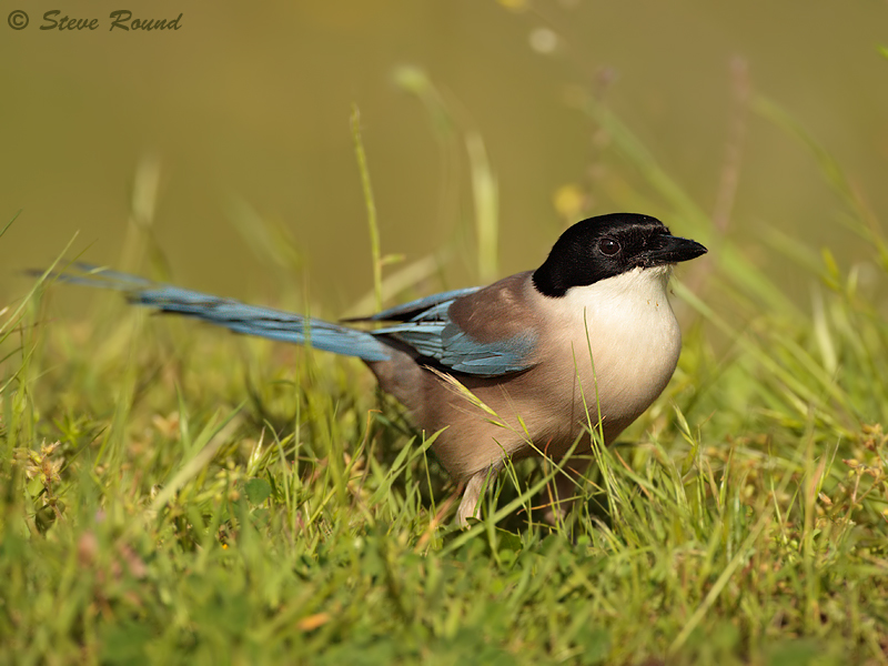 Steve Round Wildlife Photography: Azure-winged Magpies