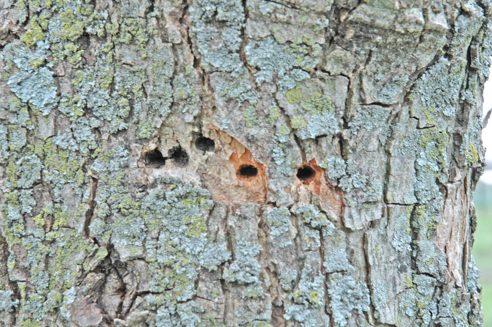 Northern Pecans: Sapsuckers drill new holes each spring