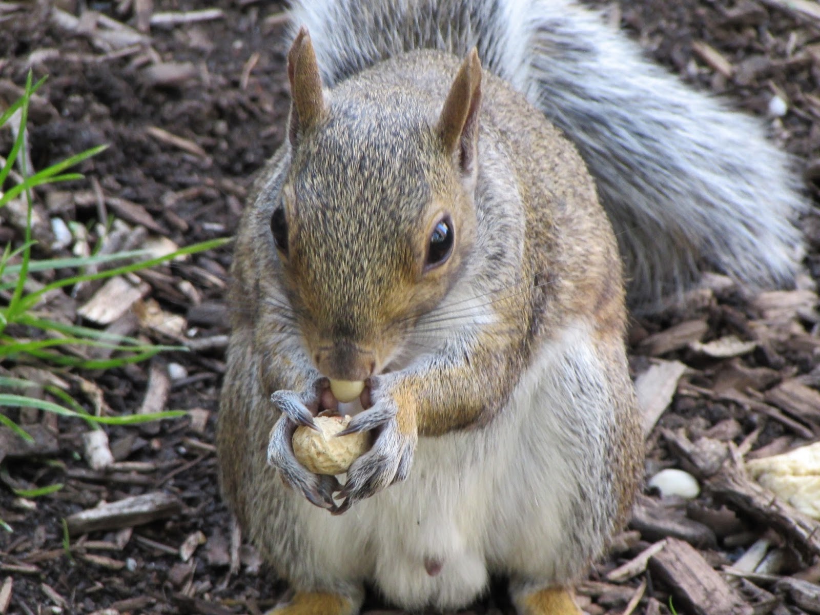 The New York Squirrel: End of Summer Squirrels