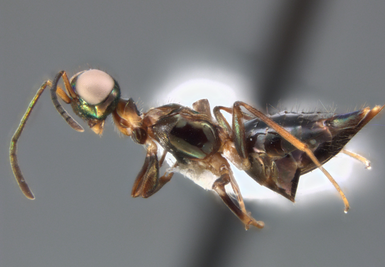 Species New to Science: [Entomology • 2017] Revision of World Ooderella ...