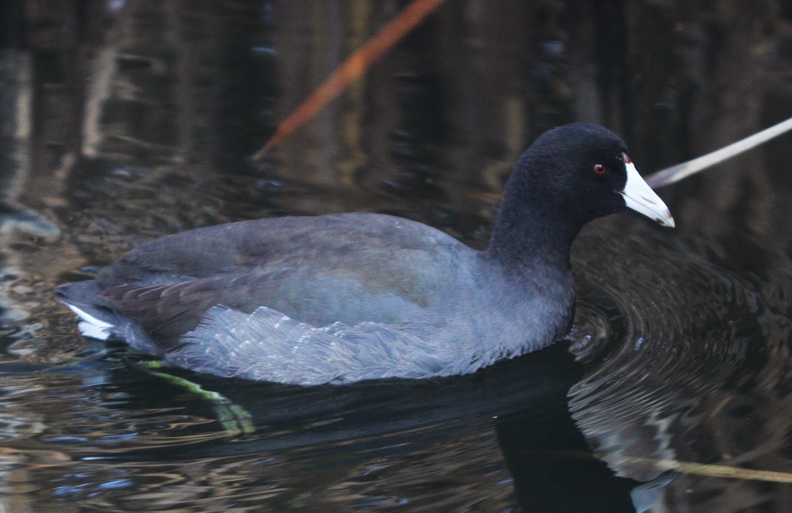 All of Nature: American Coot Strange Migrating Waterfowl
