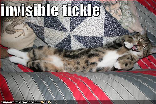 little lady, big apple: Invisible Moments: Funny Cats, Part 2