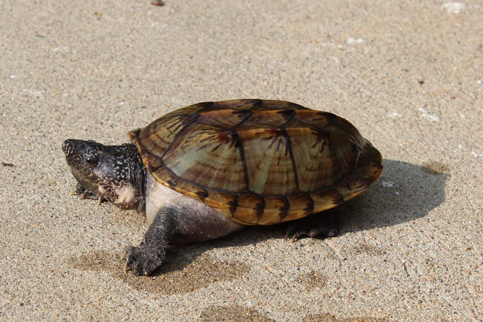 El Arca de las Tortugas