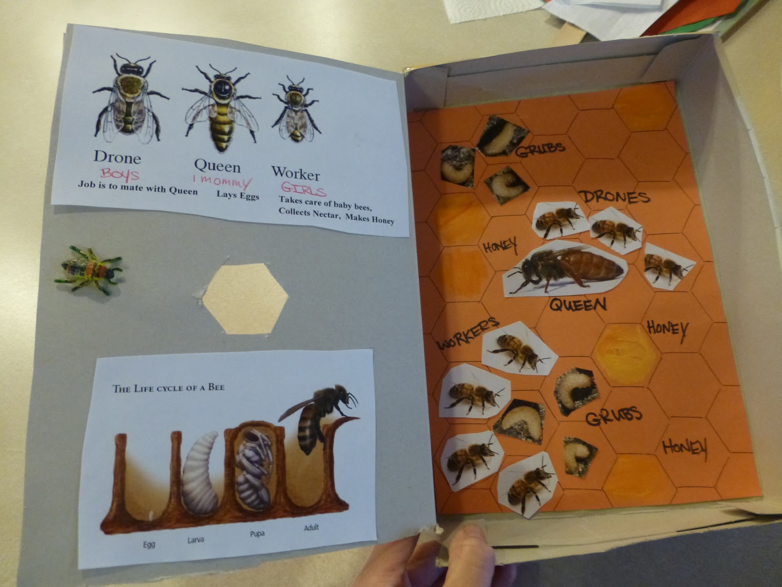 Halfway Homeschooling: Spring Craft - Life Cycle of the Honey Bee ...