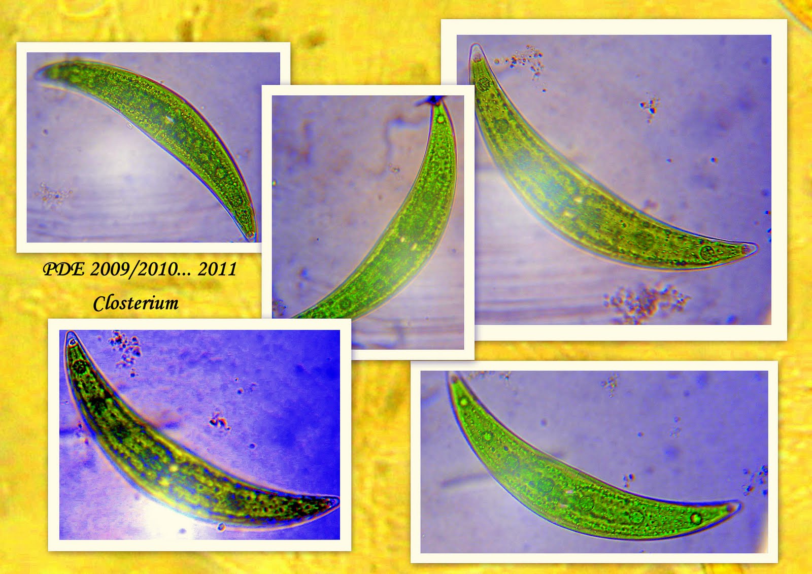 Cultivo de Microalgas em Fotobiorreatores: Inóculos... Microalgas...