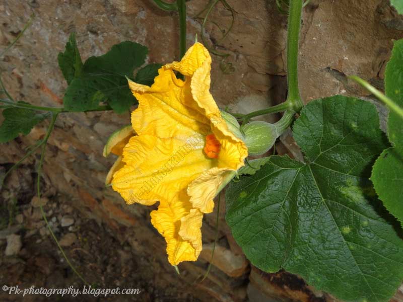 Pumpkin Flowers | Nature, Cultural, and Travel Photography Blog