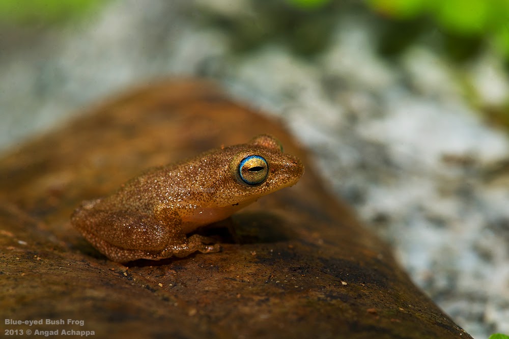 Wildlife photography: Blue-eyed Bush Frog