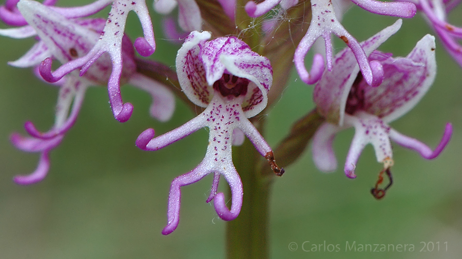 Natura de Caps de Setmana: La Flor del Simio