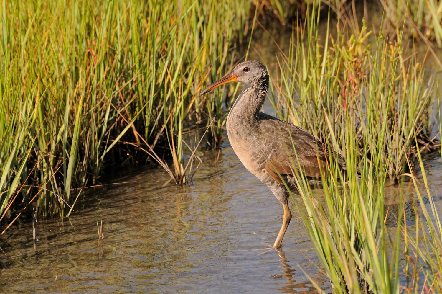 Clapper Rail: Photo by Rob- New Jersey Bird Photos