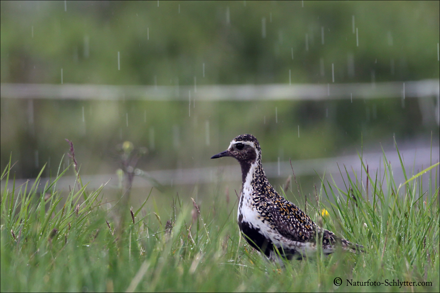 Villmarksopplevelser i ord og bilder!: Tårnfalk, Gulerle, Heilo og Hare..!