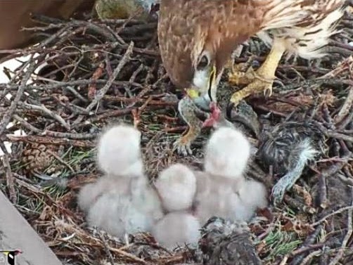 Laura Goggin Photography: May 2015