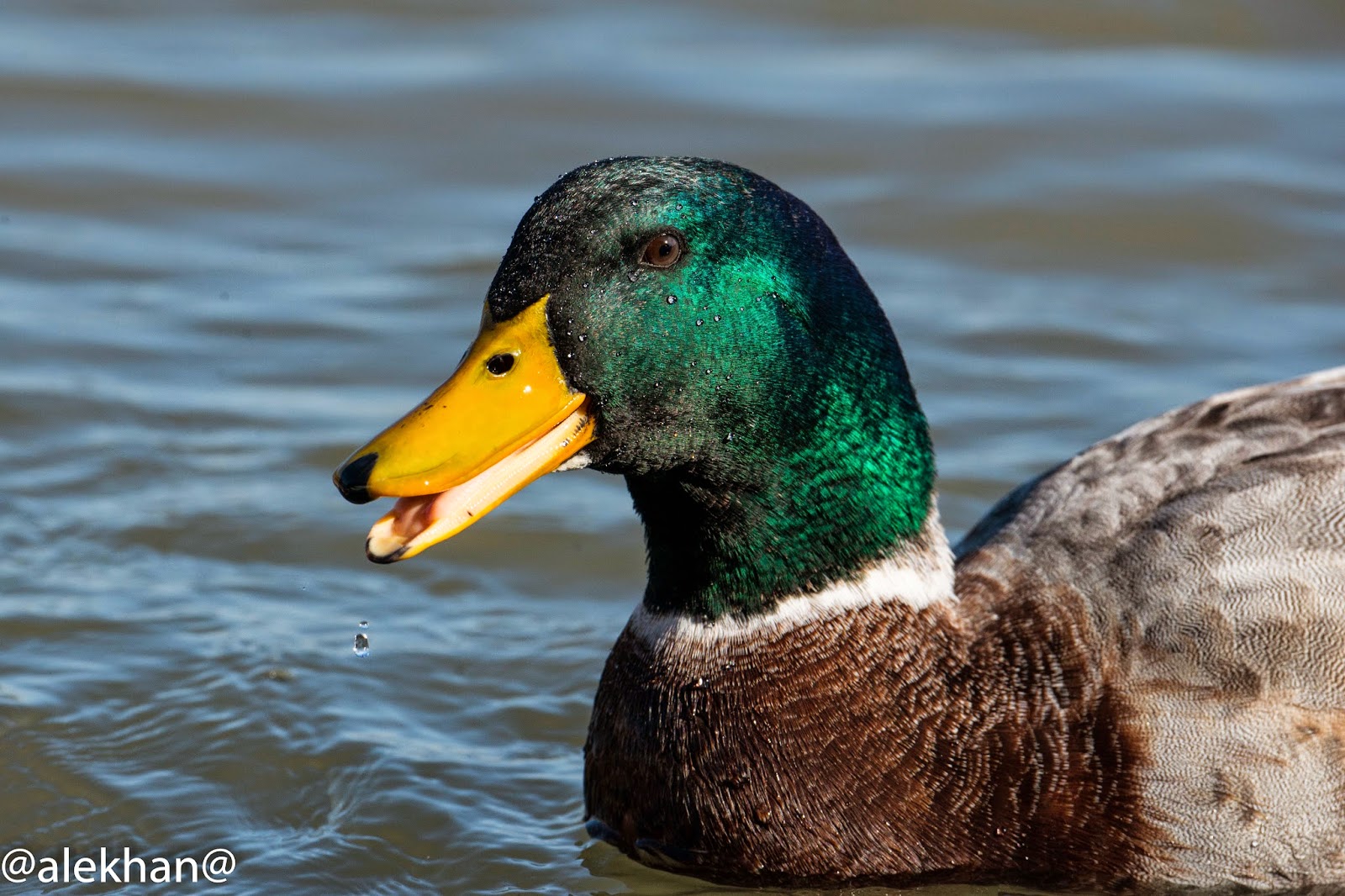 Pájaros, Pajarracos: Pato de collar