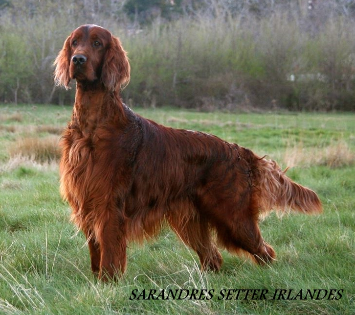 SETTER IRLANDES SARANDRES: MACHOS SETTER IRLANDES