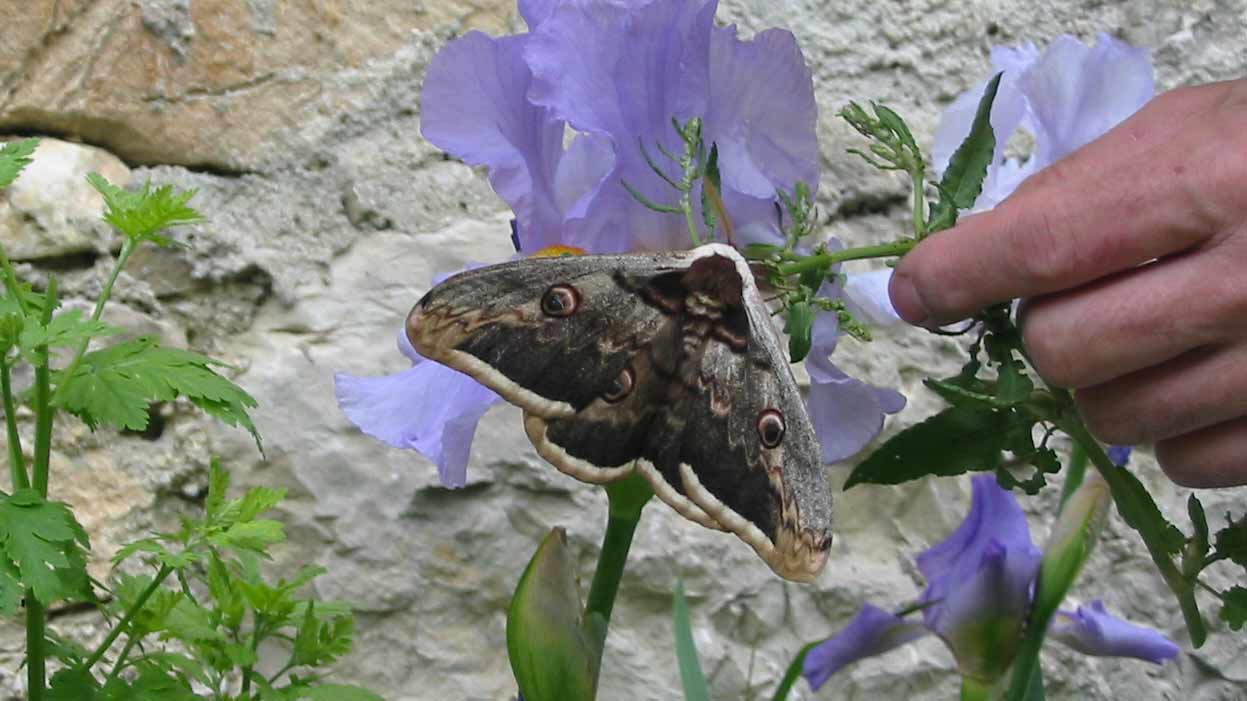 Faune Flore d'Ul: Papillon :Le Grand paon de nuit (Saturnia pyri)