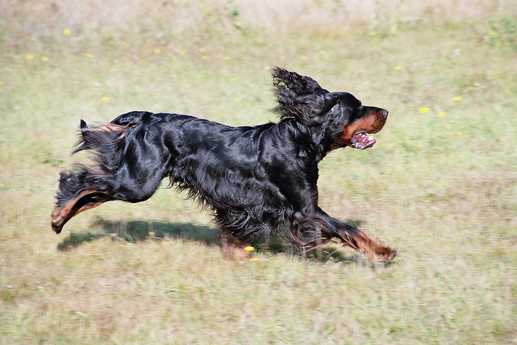Everything about your Gordon Setter - Luv My Dogs