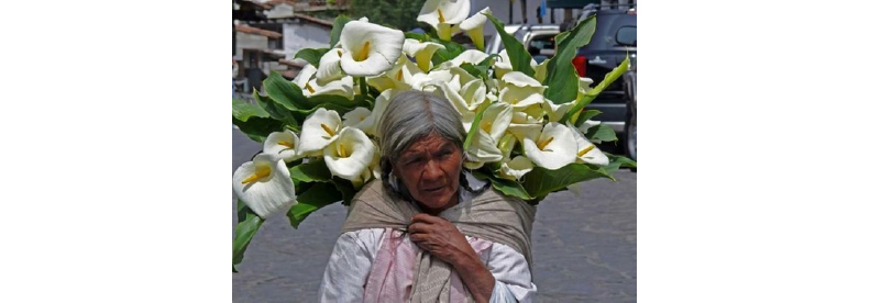 Calla: storie e arte