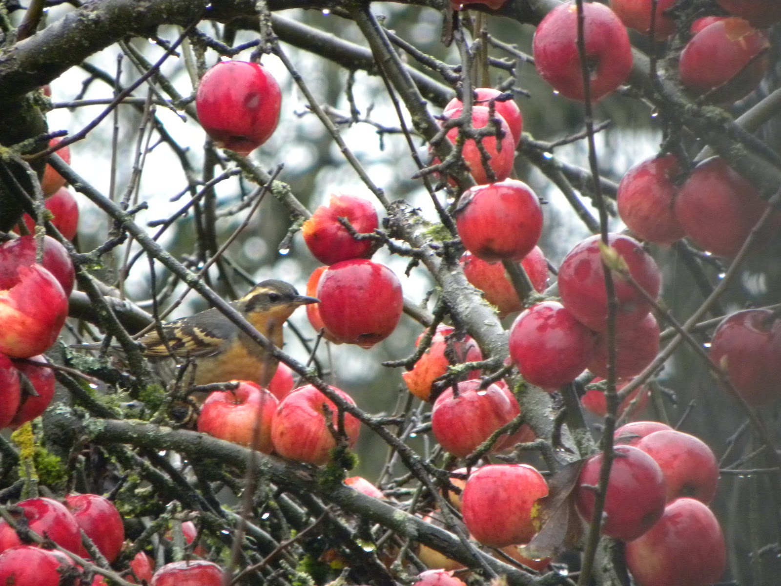 Birds: Apple Tree Birds