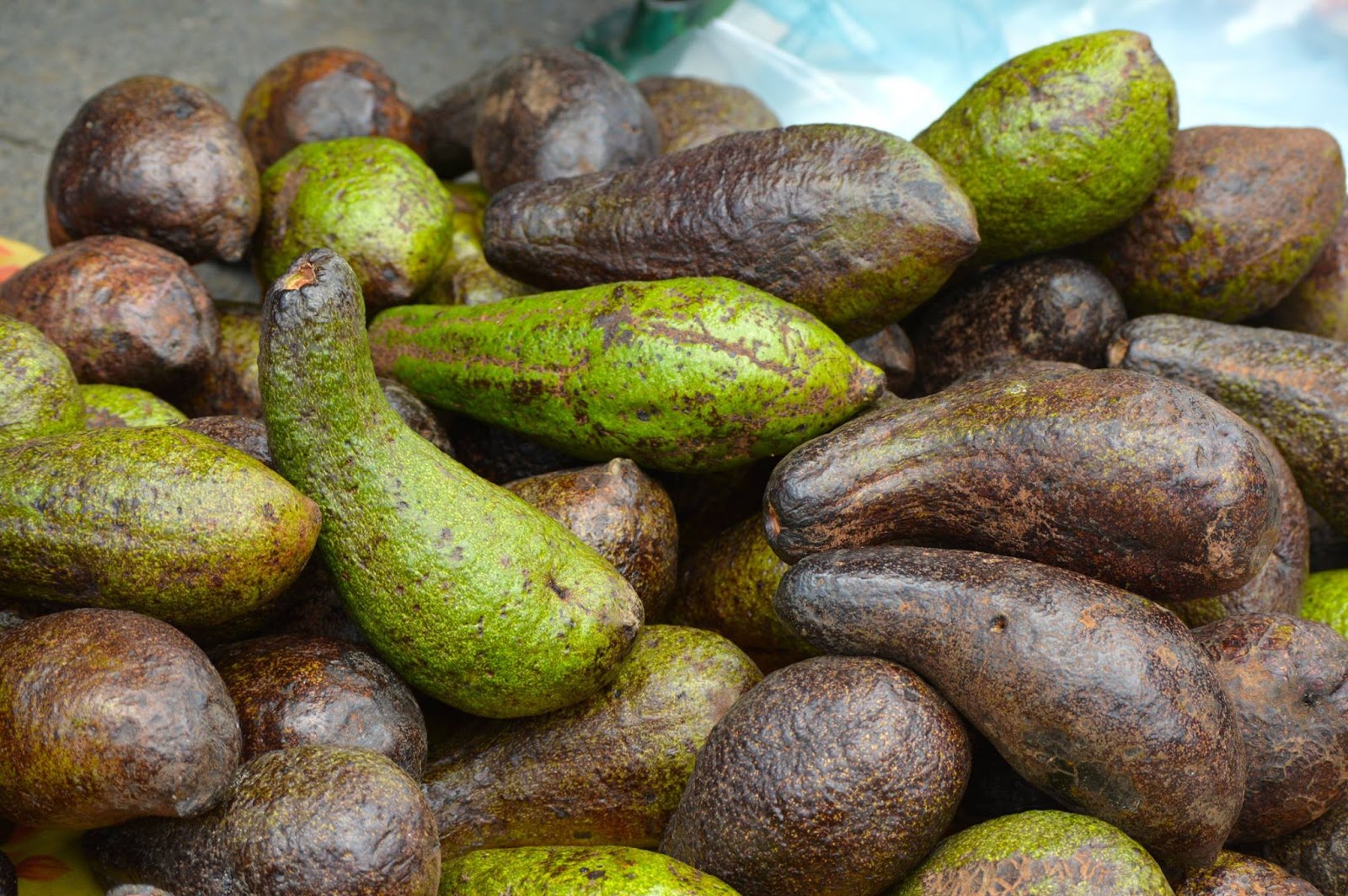 Punto de Teocelo: Punto de Teocelo - Saca el huerto y su proyecto del ...