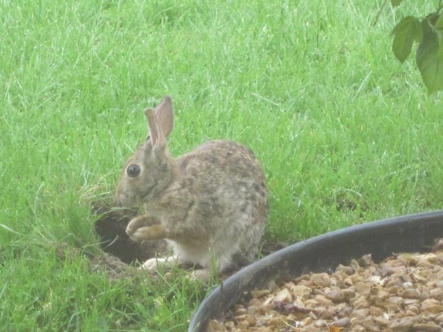 Top-of-the-Arch: MORE NEW LIFE (THE HARD WORKING RABBIT)