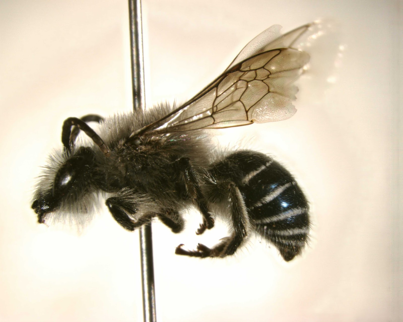 Abejas de Argentina: Colletidae