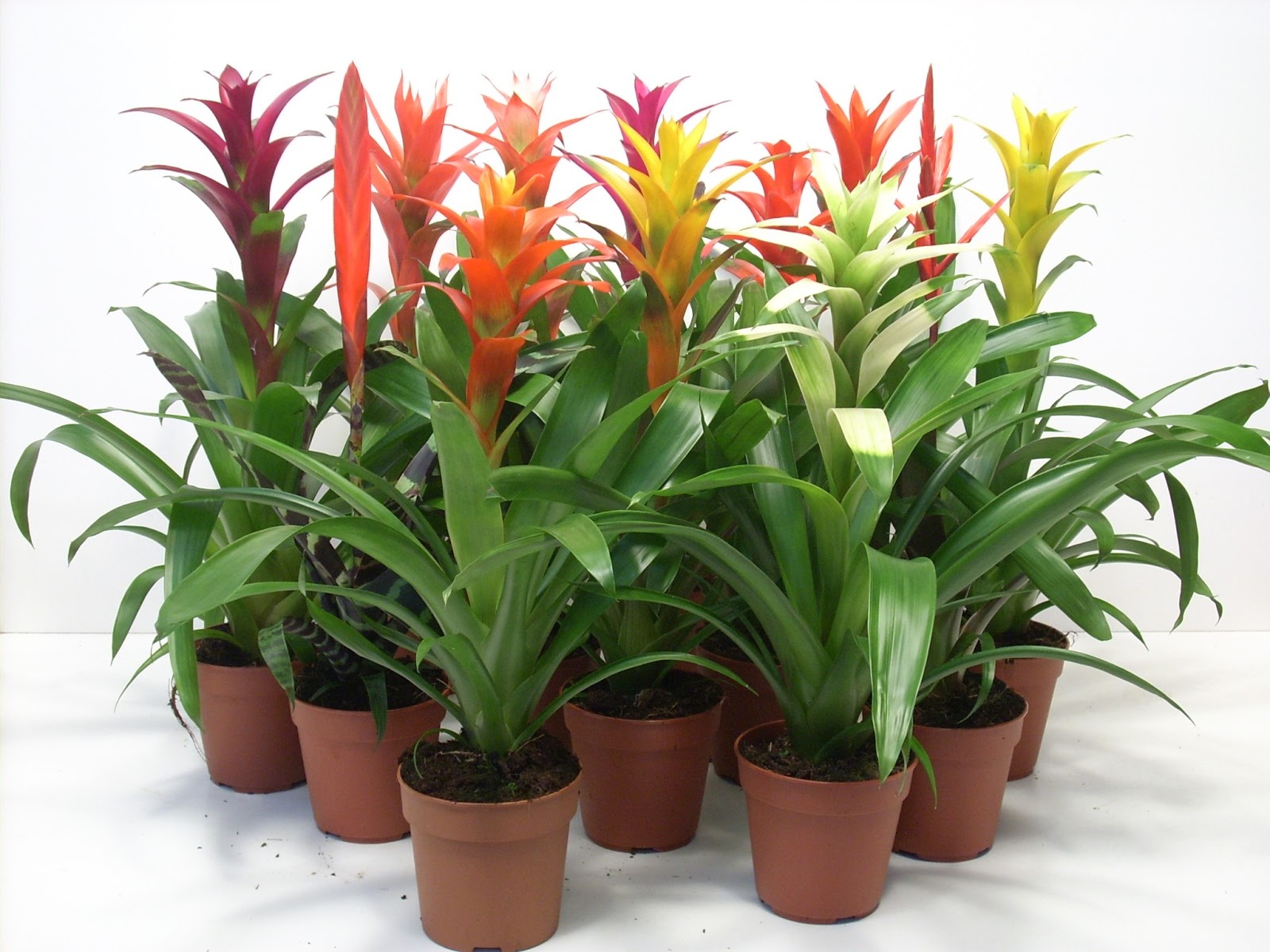 Cheirinho de Flor: Bromélias