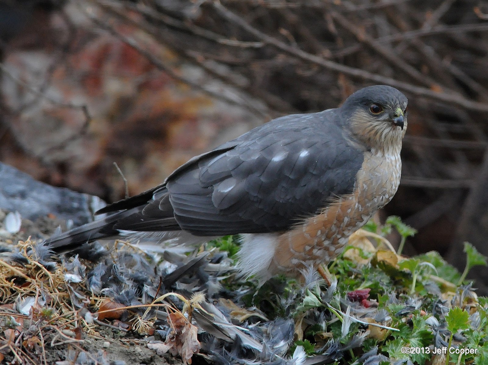 NeoVista Birds and Wildlife: Utah's Winter Raptors Revisited